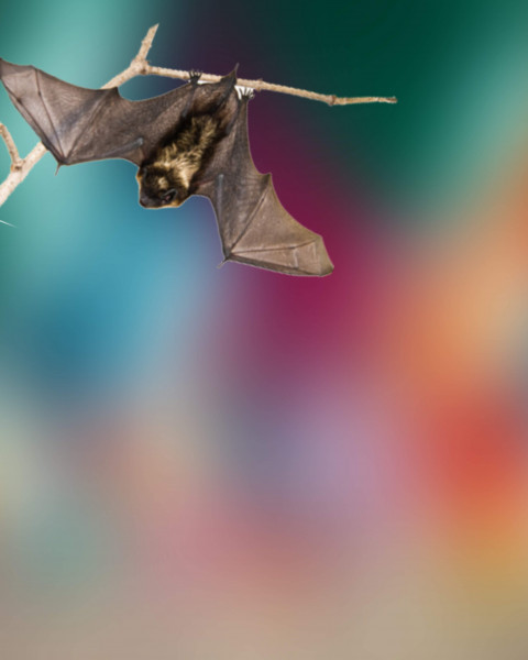 🔥Bat PicsArt CB Editing Background HD Download | PngBackground