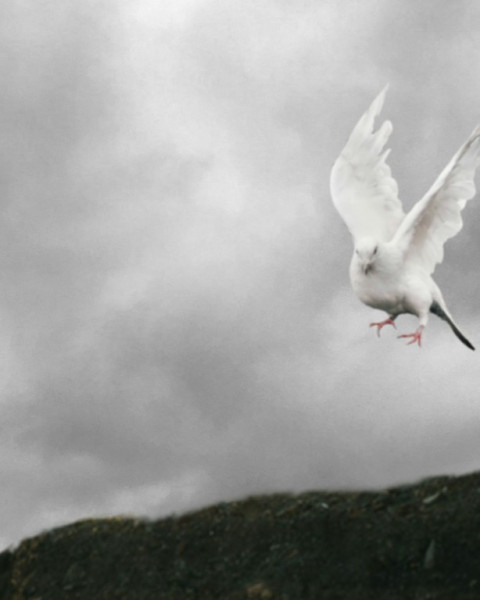 🔥Bird Manipulation Editing HD Background New | PngBackground