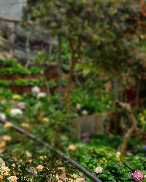 🔥Blur Garden Photo Editing Background Download | PngBackground