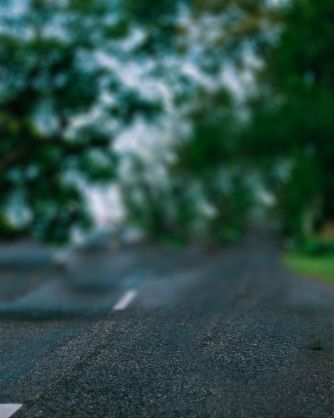 🔥Blur Tree Green CB Photo Editing Full HD Background Download Pic ...