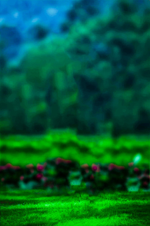 🔥Blur Tree Green CB Photo Editing Full HD Background | PngBackground