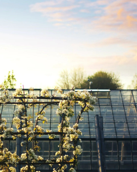 🔥CB PicsArt Flowers Photo Editing HD Background | PngBackground