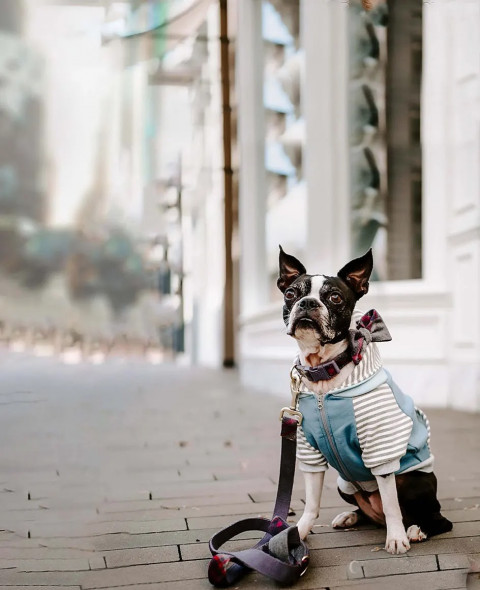 🔥Dog CB PicsArt HD Background For Photoshop Editing (Free) | PngBackground