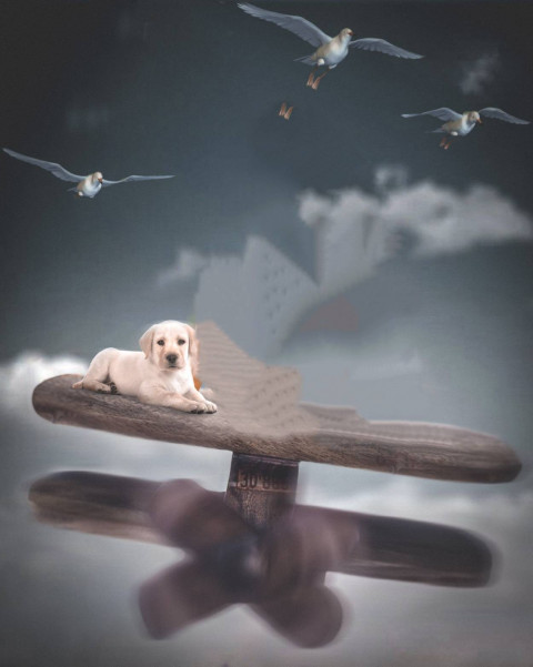 🔥Dog Manipulation Editing New Background Full HD | PngBackground