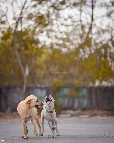 🔥Dogs Creative Photo Editing CB Background Full HD | PngBackground