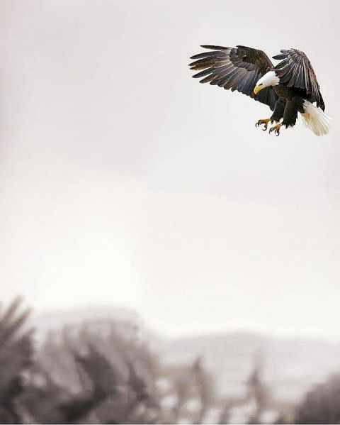 🔥Eagle Photo Editing Cb Background | PngBackground