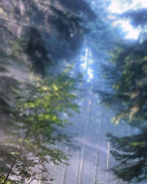 🔥Forest Nature Background For CB Photoshop Editing Free | PngBackground