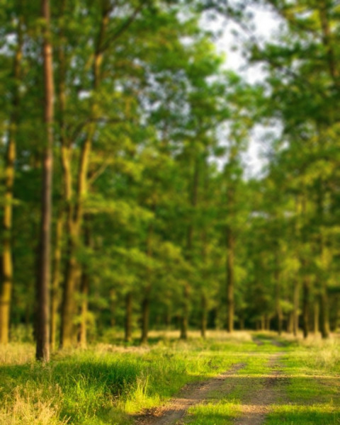 🔥Forest Nature Background For CB Photoshop Editing Full HD | PngBackground
