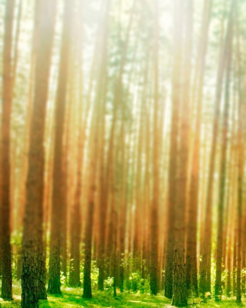 🔥Forest Nature Background For CB Photoshop Editing HD | PngBackground