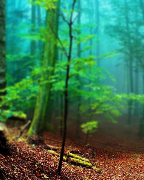 🔥Forest Nature Background For CB Photoshop Editing New | PngBackground