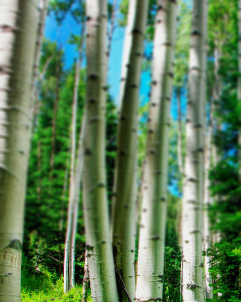 🔥Forest Nature Background For CB Photoshop Editing Pics | PngBackground