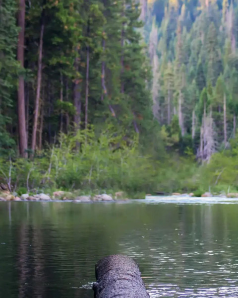 🔥Forest Water Free Photo Editing Images For CB Background | PngBackground