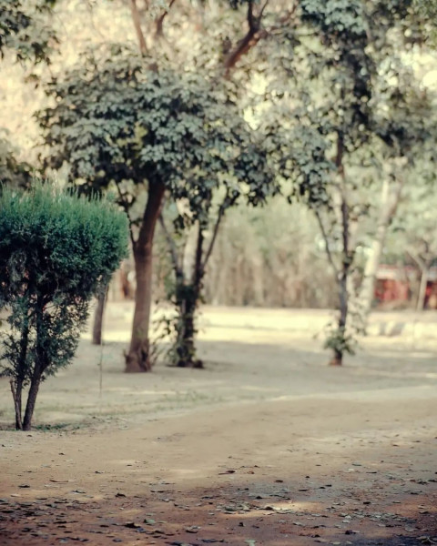 🔥Free Editing Trees Forest Background Images New Download Picsart ...