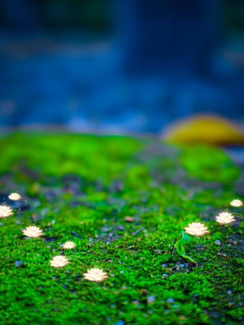 🔥Green CB Background For PicsArt CB Editing | PngBackground