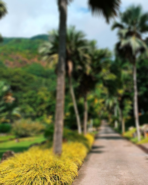 🔥Green Garden CB Picsart Photo editing Background New | PngBackground