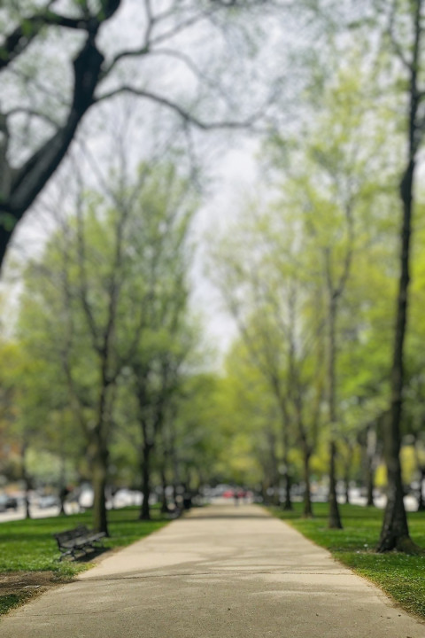 🔥HD Blur Forest CB Dslr Editing Background Download New | PngBackground