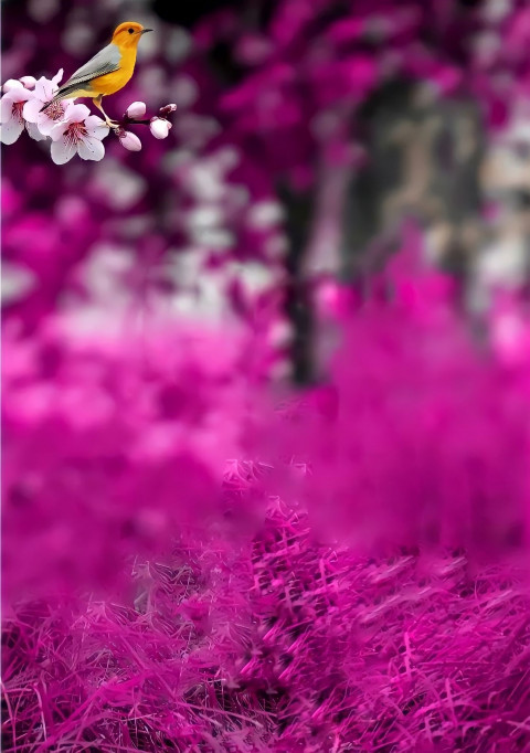 🔥HD CB Editing Pink Background Download For PicsArt | PngBackground