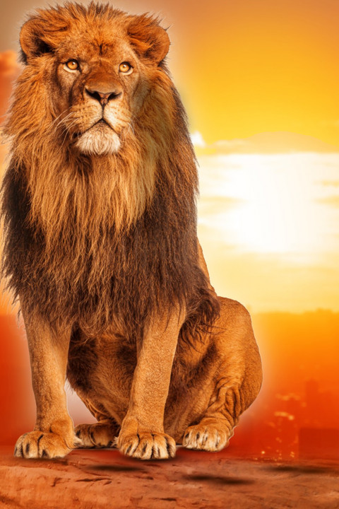 🔥Lion Photoshop Background HD For Rd Debu Editing | PngBackground