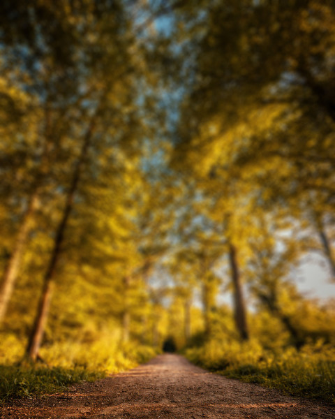 🔥Nature Blur CB Editing Background Download | PngBackground