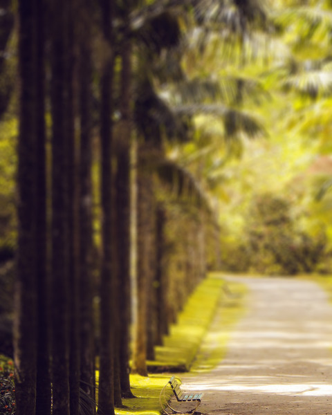 🔥Nature Blur Garden Picsart Editing Background HD | PngBackground