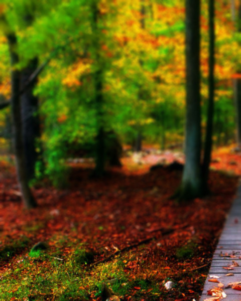 🔥Nature Flowers CB Blur Background For Photoshop Editing New ...