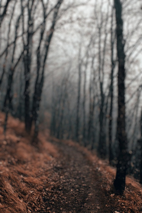 🔥Nature Forest Blur CB Background For Dslr HD Editing Pics | PngBackground