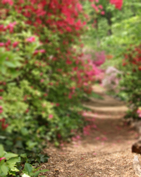 🔥Nature Green Garden Photo Editing Background Full HD | PngBackground