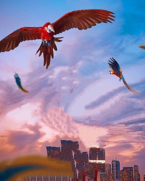 🔥Parrot Photo Editing background for Picsart | PngBackground