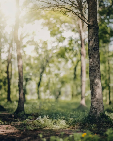 🔥Photoshop Editing Blur Forest Tree Hd Background | PngBackground