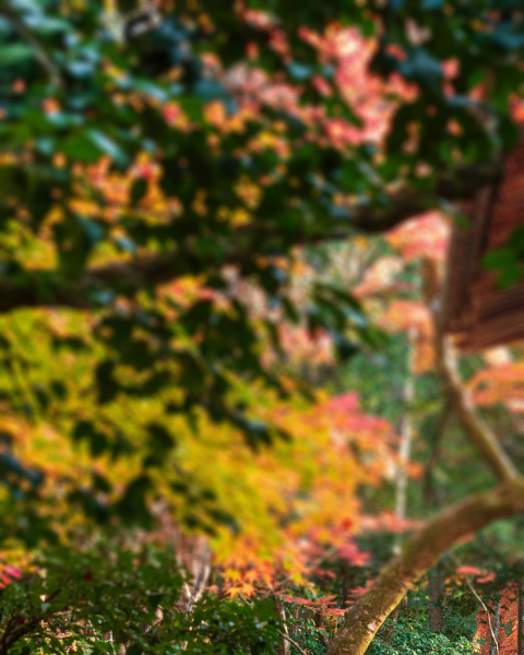 🔥Photoshop Garden Photo Editing CB Background Free | PngBackground
