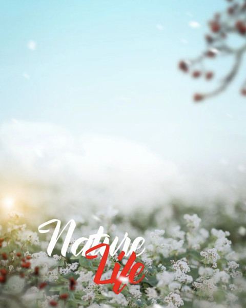 🔥Picsart Photo Editing New Flowers Background HD | PngBackground