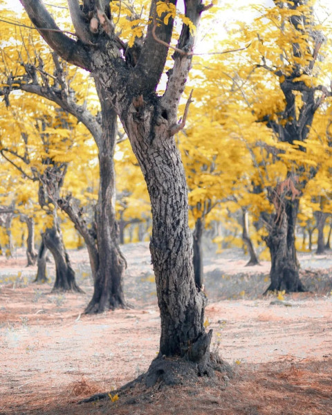 🔥RDX Editor Tree Background HD DOwnload free Editing Photo | PngBackground