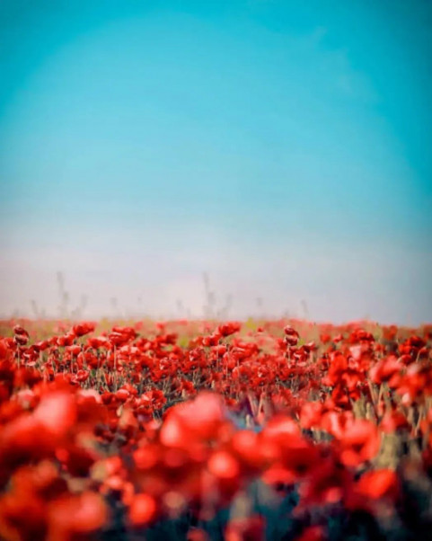 🔥Red Flowers Photo Editing Background New Download Full HD | PngBackground