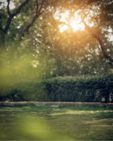 🔥Sunset With Cool Nature forest Green Background Editing Wallpaper ...