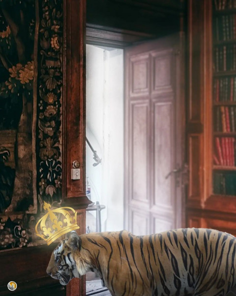 🔥Tiger CB PicsArt Editing Background HD For Mj Editx | PngBackground