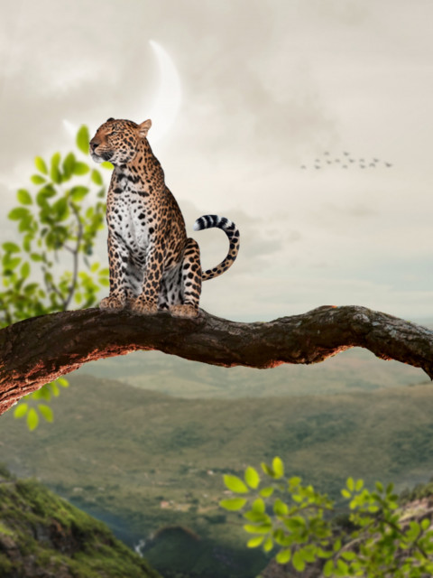 🔥Tiger Picsart Photo Editing Background Download Free | PngBackground