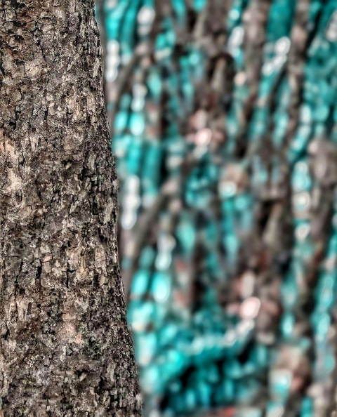 🔥Tree Full HD CB Editing Background Download | PngBackground