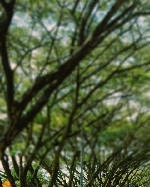 🔥Tree Garden Blur CB Picsart Editing Background Download Full HD ...