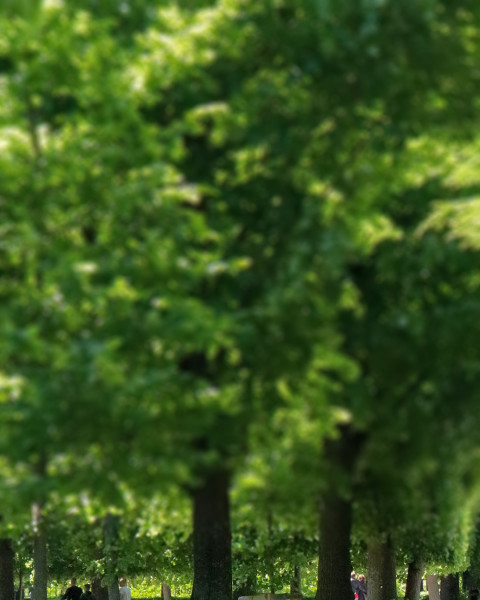 🔥Tree Garden Blur CB Picsart Editing Background Download HD | PngBackground