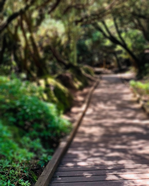 🔥Tree Garden Blur CB Picsart Editing Background Download New ...