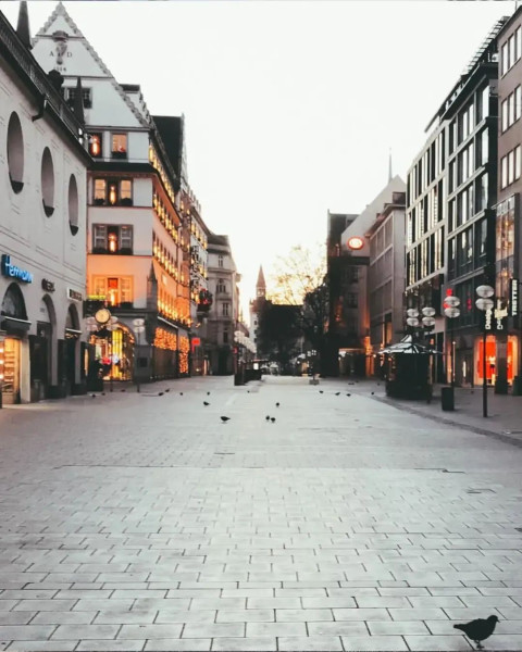 🔥Parrot With Tree Rdx Editor Editing Background HD Downlaod Free ...