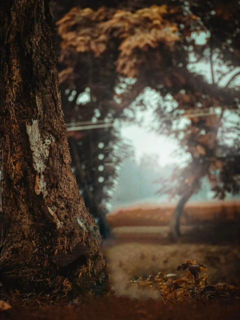 🔥Forest CB Nature Rdx Editor Background Images Full HD | PngBackground