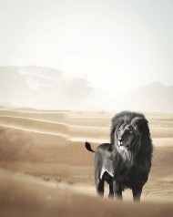 🔥Lion Background Hd For Photo Editing | PngBackground