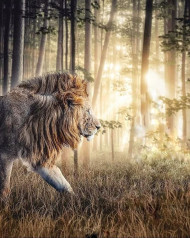 🔥Creative Lion Photo Editing HD Background Download | PngBackground