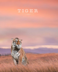 🔥Tiger Viral Photo Editing Background HD Download Picsart | PngBackground